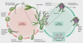 Oomycota Ecology and Significance Characteristics of Oomycetes //Life ...