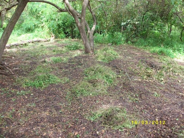 Naciriyawa - our farm in Fiji: we now have a dalo plantation as well...