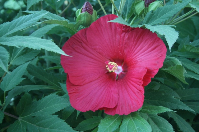 The Flower Bin: Hardy Hibiscus