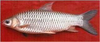 Jenis jenis ikan air tawar di malaysia...moh la nengoknyer ...