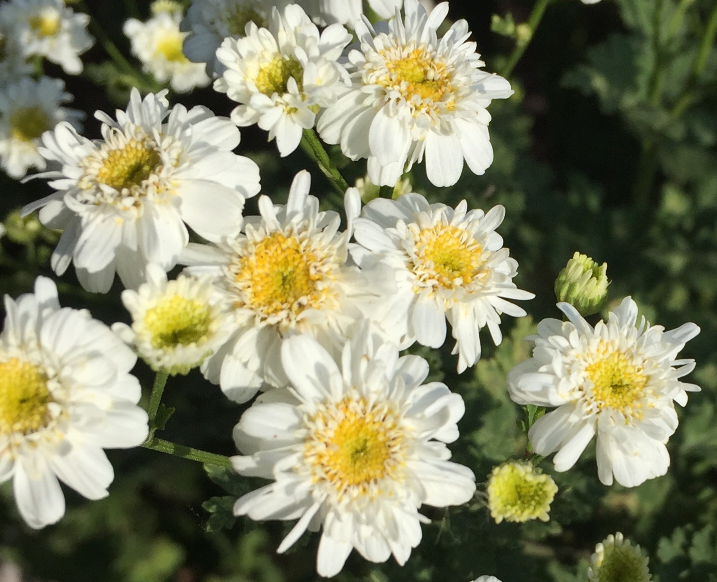 Aprille's SoCal Gardening : Double Feverfew