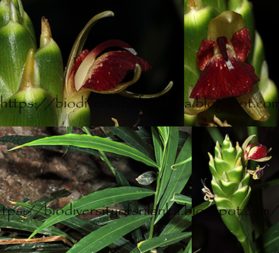 Biodiversity of Sri Lanka: ඉඟුරු[Inguru]/Ginger (Zingiber officinale)