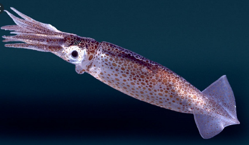 Klasifikasi Dan Morfologi Cumi Cumi