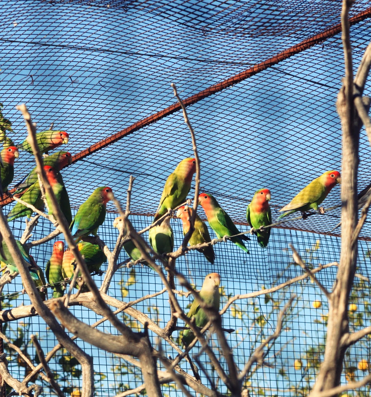 Dejando huella: Los Agapornis, los pájaros del amor
