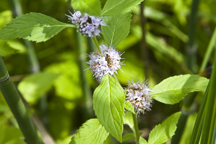 11 Plants Native Americans Used to Cure EVERYTHING (From joint pain to ...