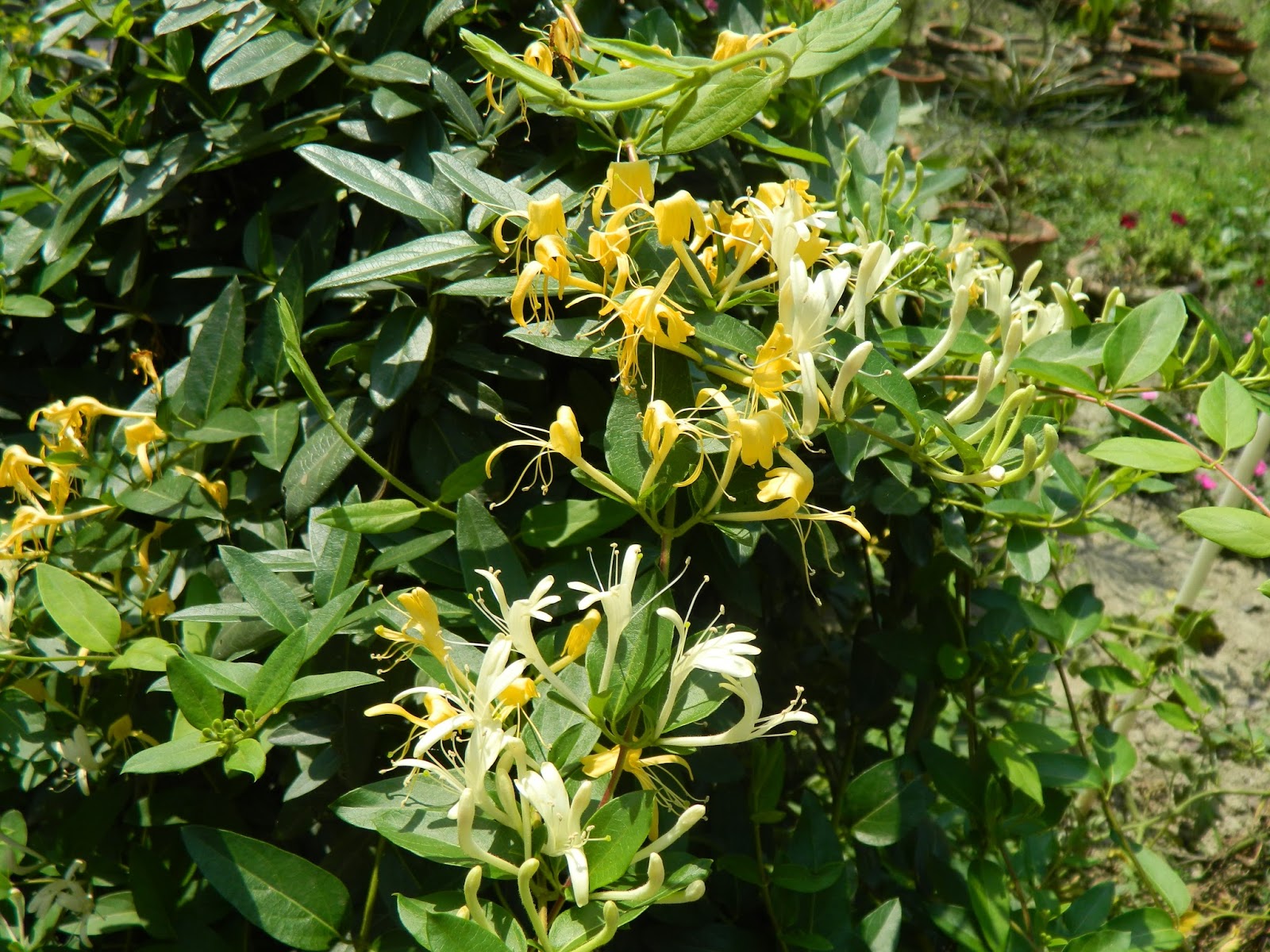 Amar Bagan Sonarpur: White - Cream