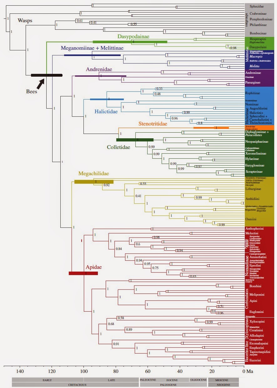 Sciency Thoughts: The diversification of Bees.