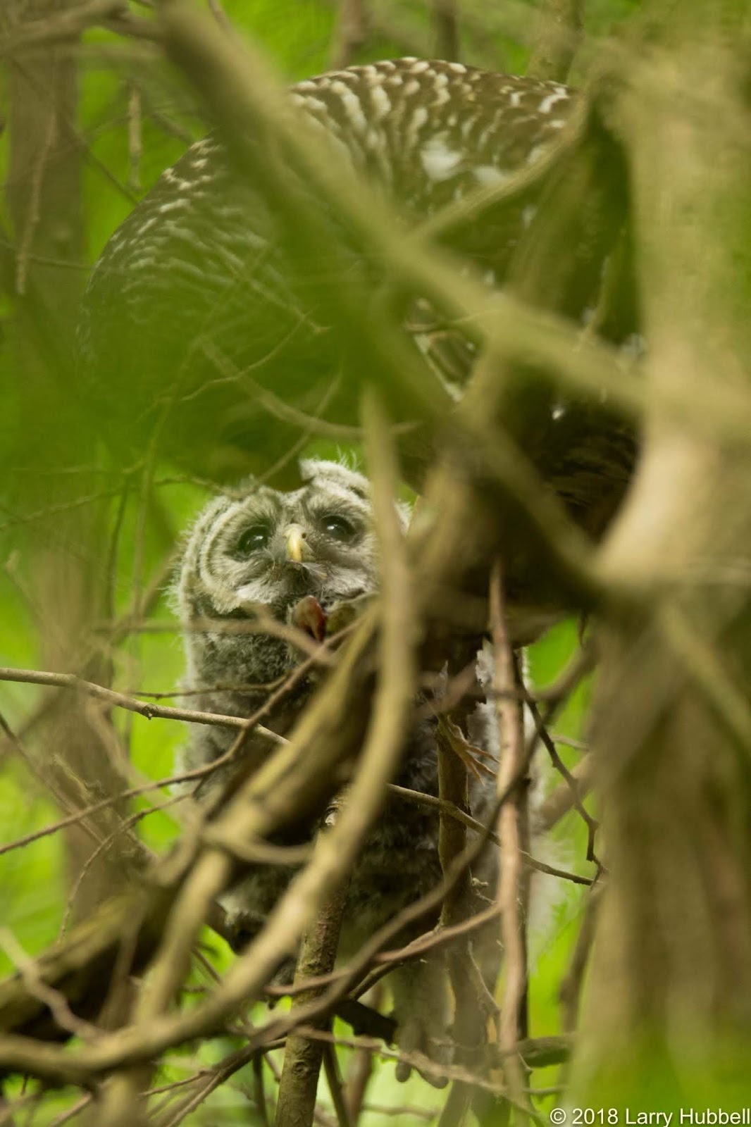 Union Bay Watch : An Owlet Adventure