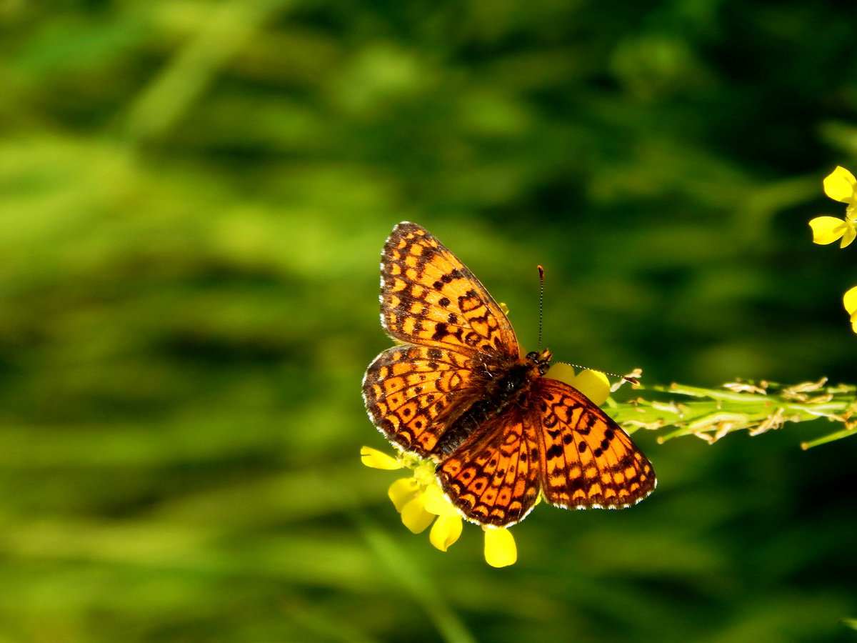 anta | Photography: Leptiri Srbije