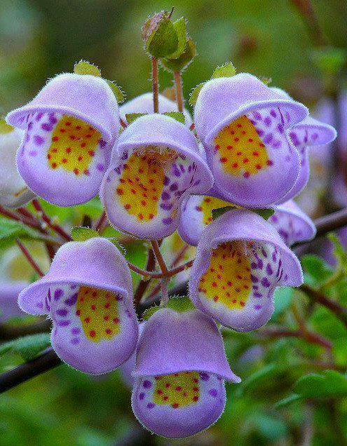 Gambar Bunga Indah dan Cantik | Kumpulan Gambar