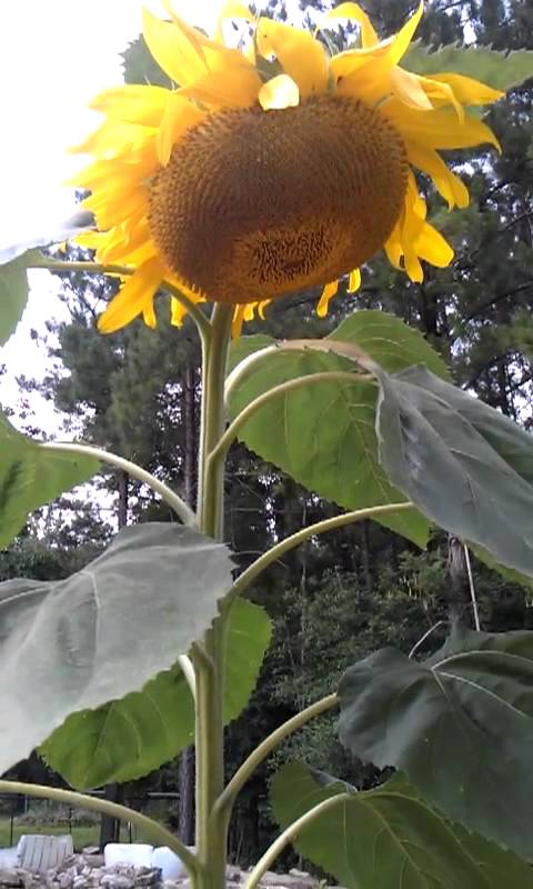 Win's Blog: Jenis - jenis Bunga Matahari