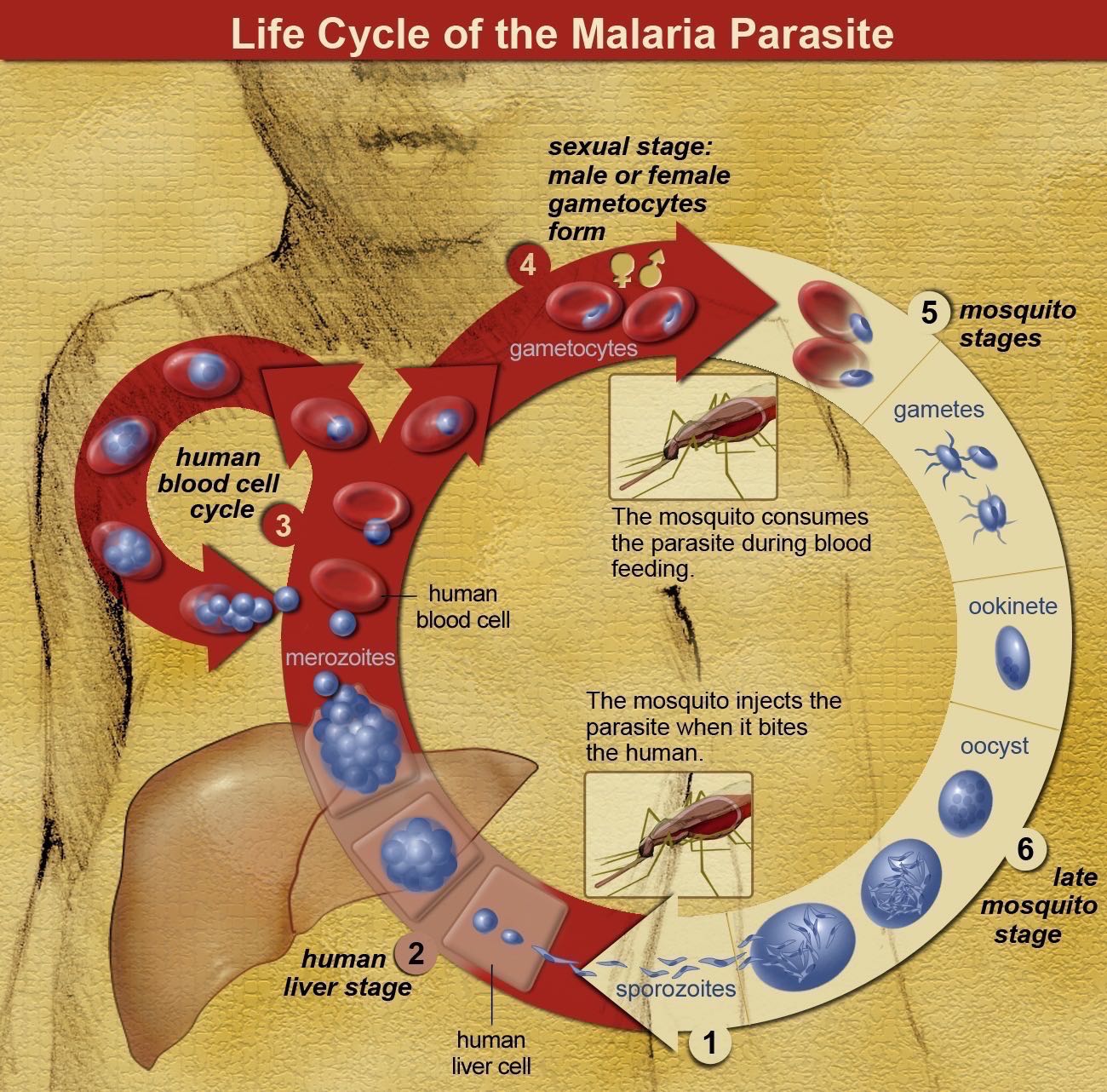 Darwin's Kidneys: Diseases with an upside!