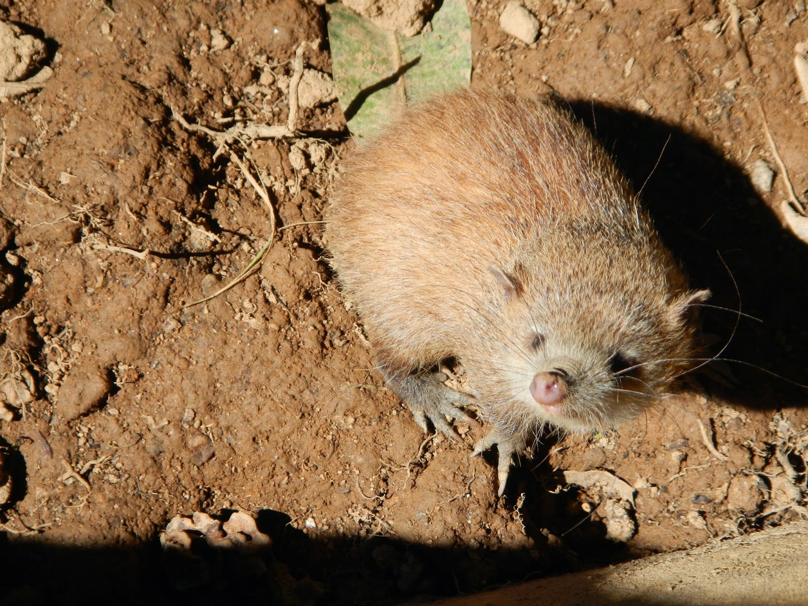 In Search of the Giant Otter Shrew...