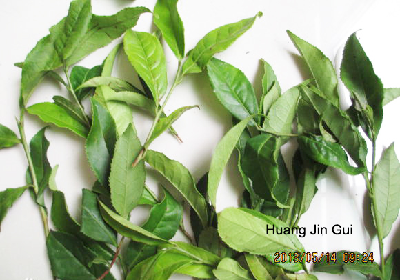 TeaSeek: The Difference Between Tie Guan Yin Oolong(Iron Goddess) And ...