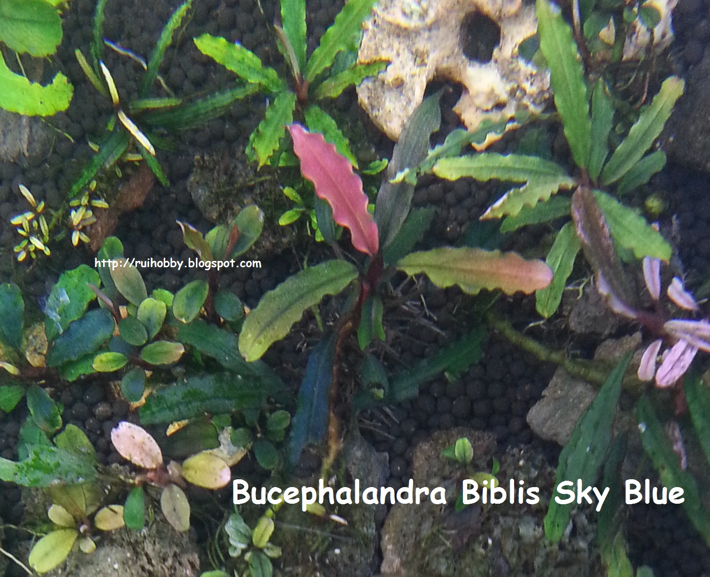 Rui's Hobby - Bucephalandras: Bucephalandra Biblis Sky Blue