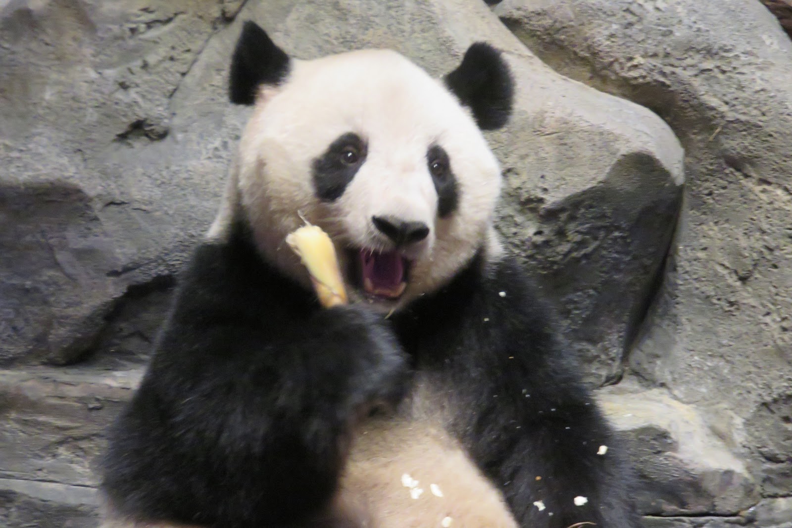 Kee Hua Chee Live!: AMBER CHIA BRINGS HER PARENTS CHIA HUN POY AND CHUA ...