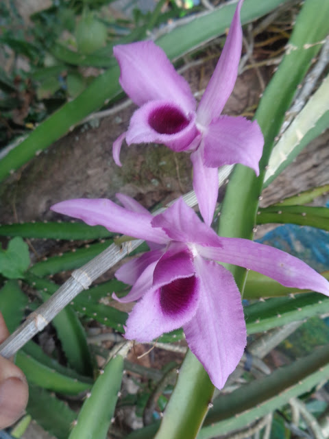 Naturalism - the Eighth Sense: Sanggumay - Enigmatic Orchid