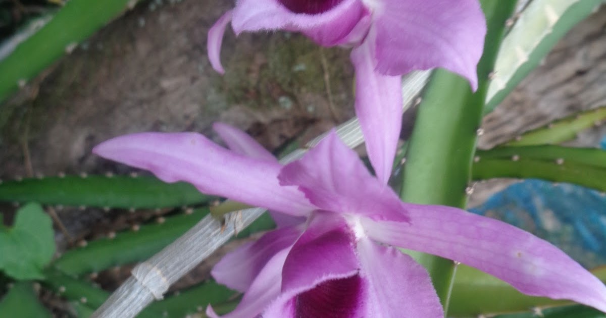 Naturalism - the Eighth Sense: Sanggumay - Enigmatic Orchid