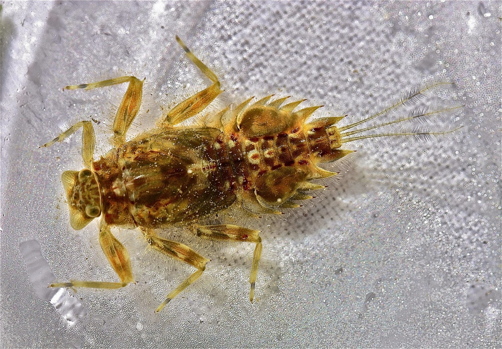 Aquatic Insects of Central Virginia: So many colorful insects: waiting ...