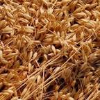 Sanatate pentru prieteni: Ovazul in remedii naturiste