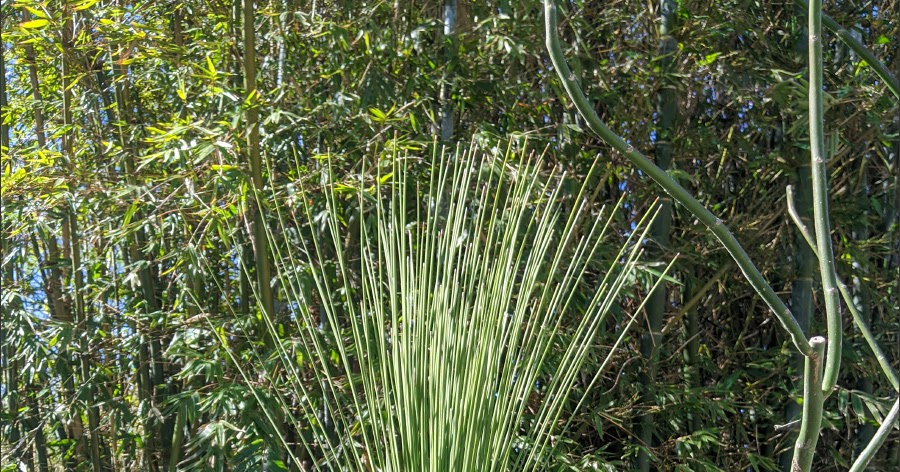 Who Can Resist A Mexican Grass Tree For 1050