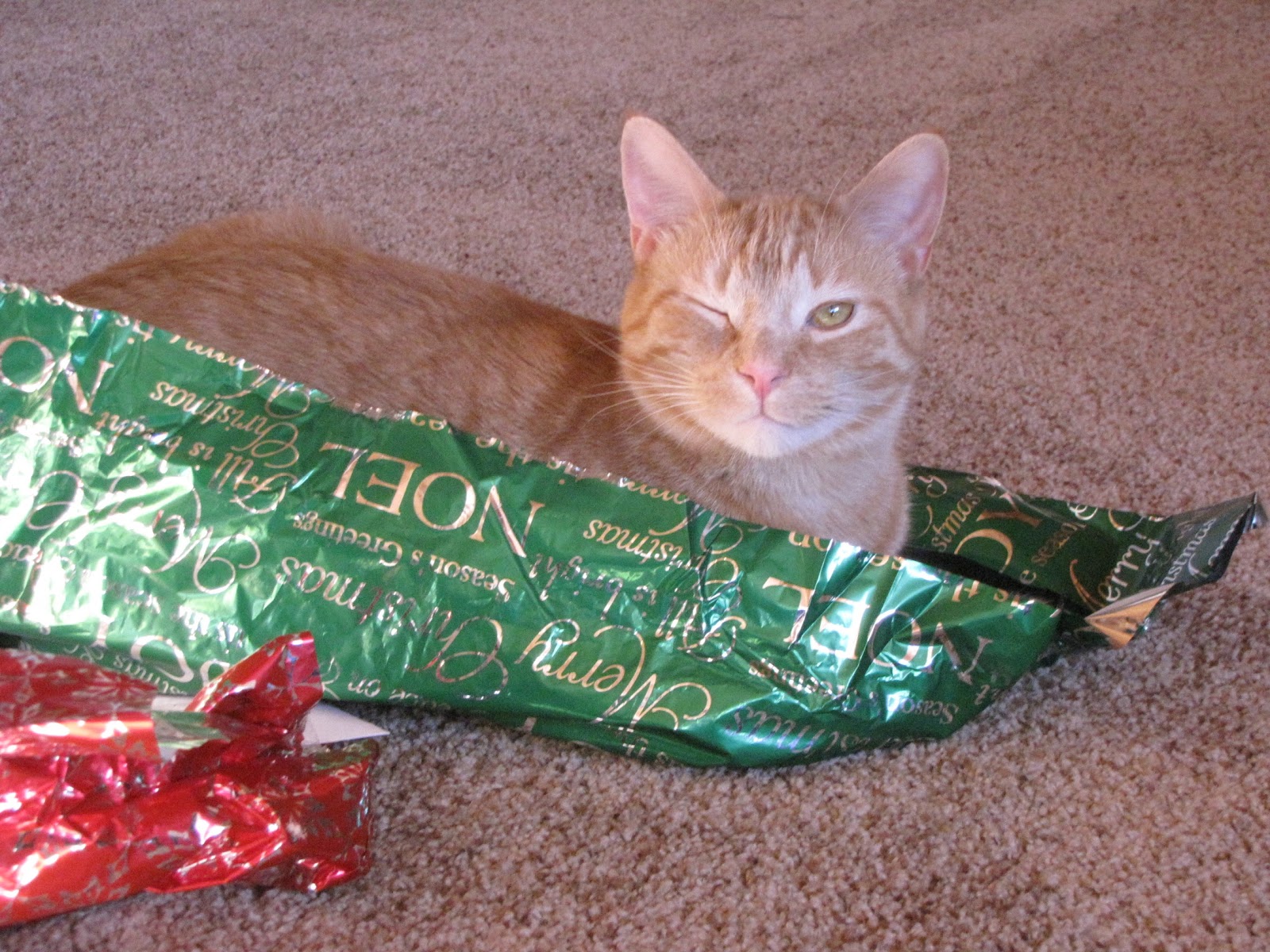 The Life and Times of Remington: Christmas is over....