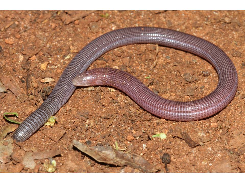 Argentina nativa: Viborita ciega (Amphisbaena darwini)