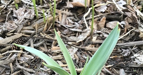 Chuck Does Art: Identifying bulbs growing in early spring by shoots