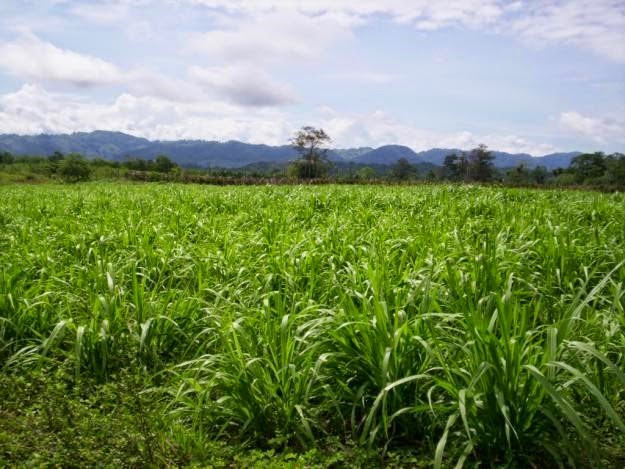 como sembrar correctamente un pasto de corte