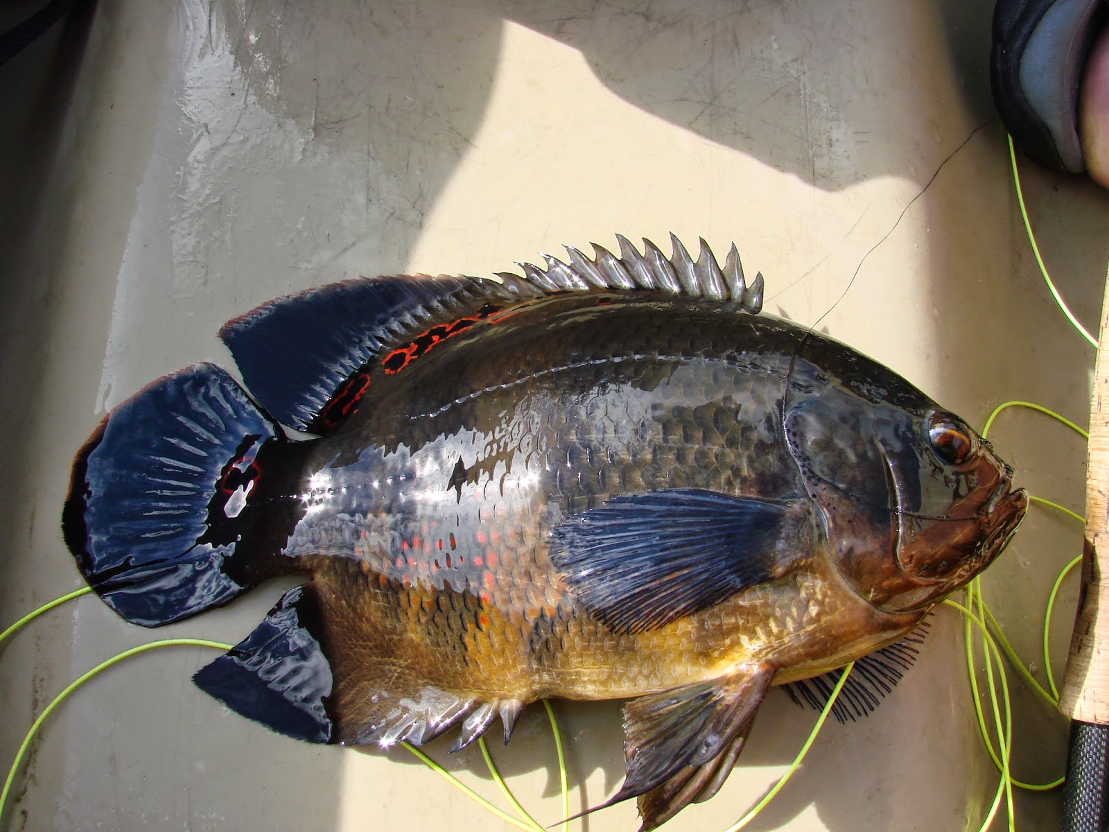 Southern Kayak Kronicles: Fly Fishing in The Everglades along Alligator ...