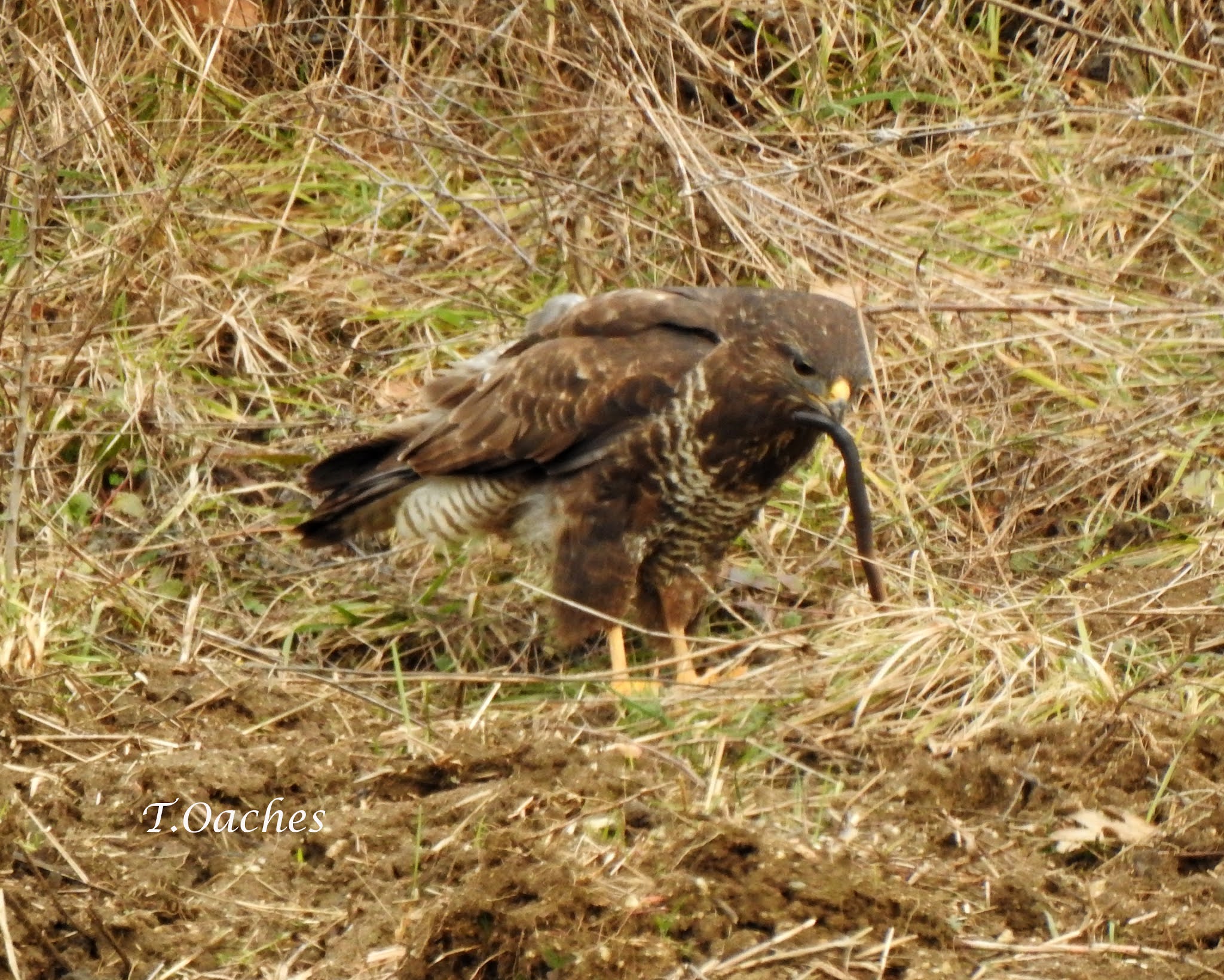 PASARI DIN ROMANIA: SORECAR COMUN, Buteo buteo