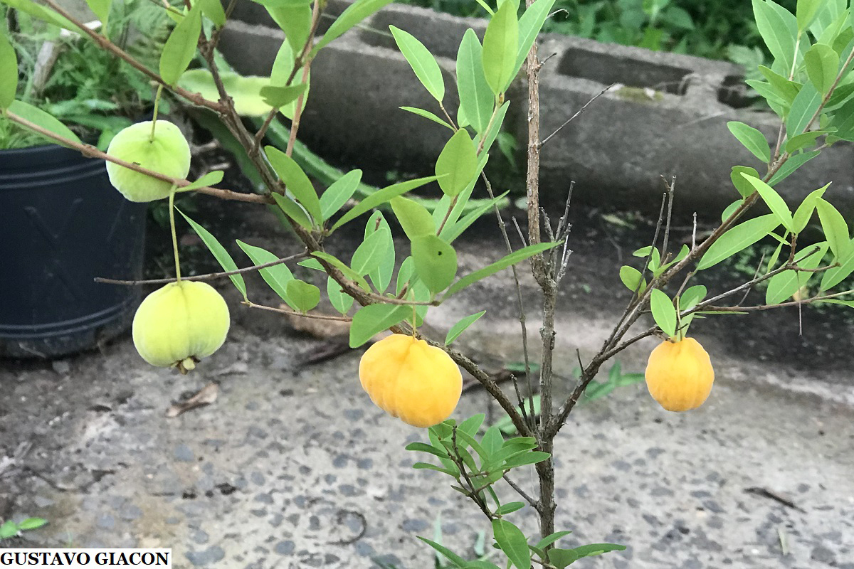 Viveiro Ciprest - Plantas Nativas e Exóticas: Uvaia Rugosa ( Eugenia ...
