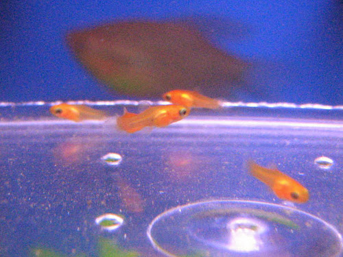 Tudo sobre Kinguios: O que são Alevinos?