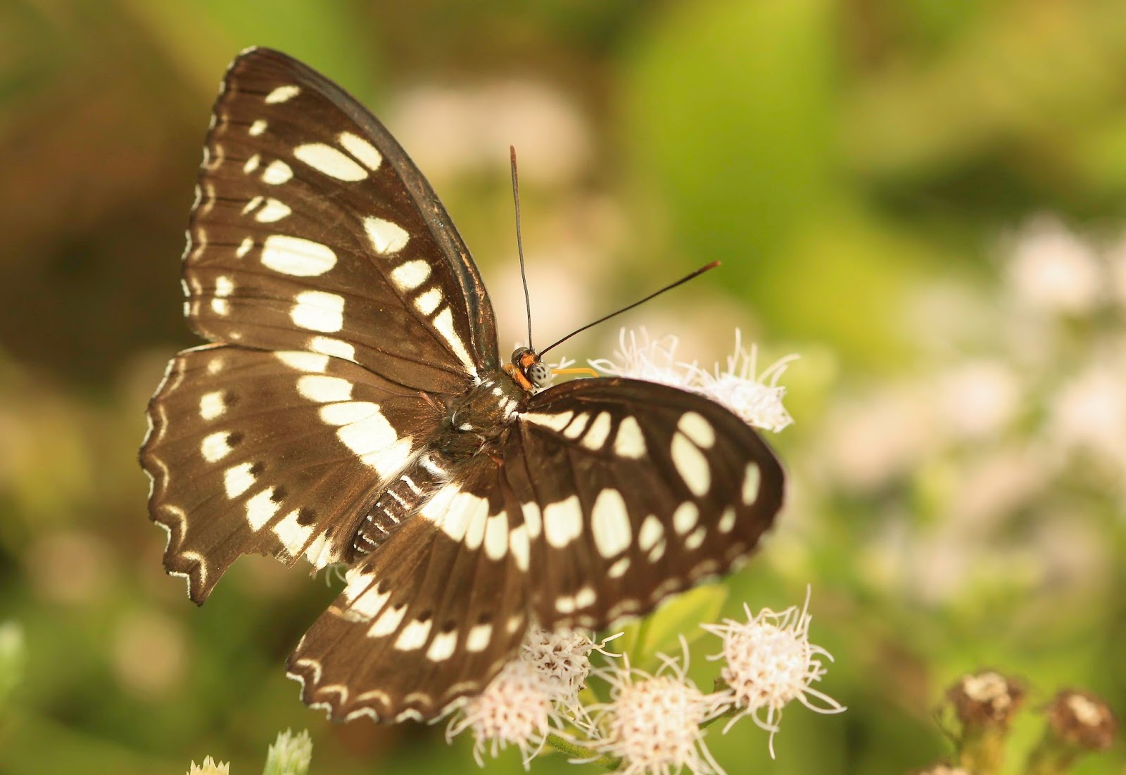Butterflies of Vietnam: 232. Athyma perius perius (The Common Sergeant)