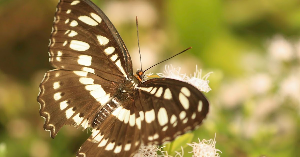 Butterflies of Vietnam: 232. Athyma perius perius (The Common Sergeant)