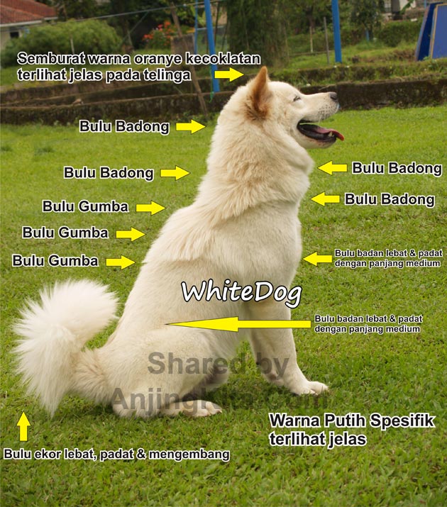 Mengenal Anjing Kintamani, Ras Anjing Asli Indonesia - Campusnesia.co.id