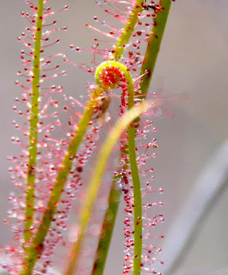Urban Wildlife Guide: The Threadleaf Sundew Has a Flower