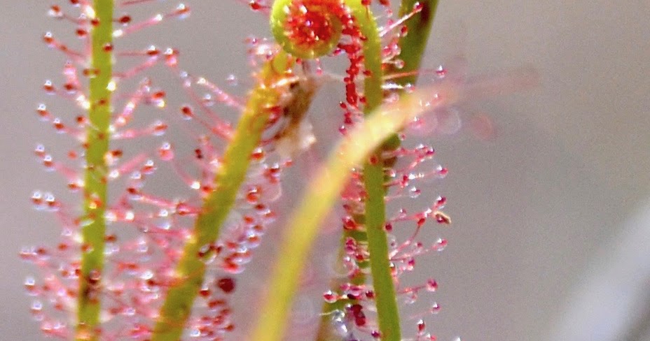 Urban Wildlife Guide: The Threadleaf Sundew Has a Flower