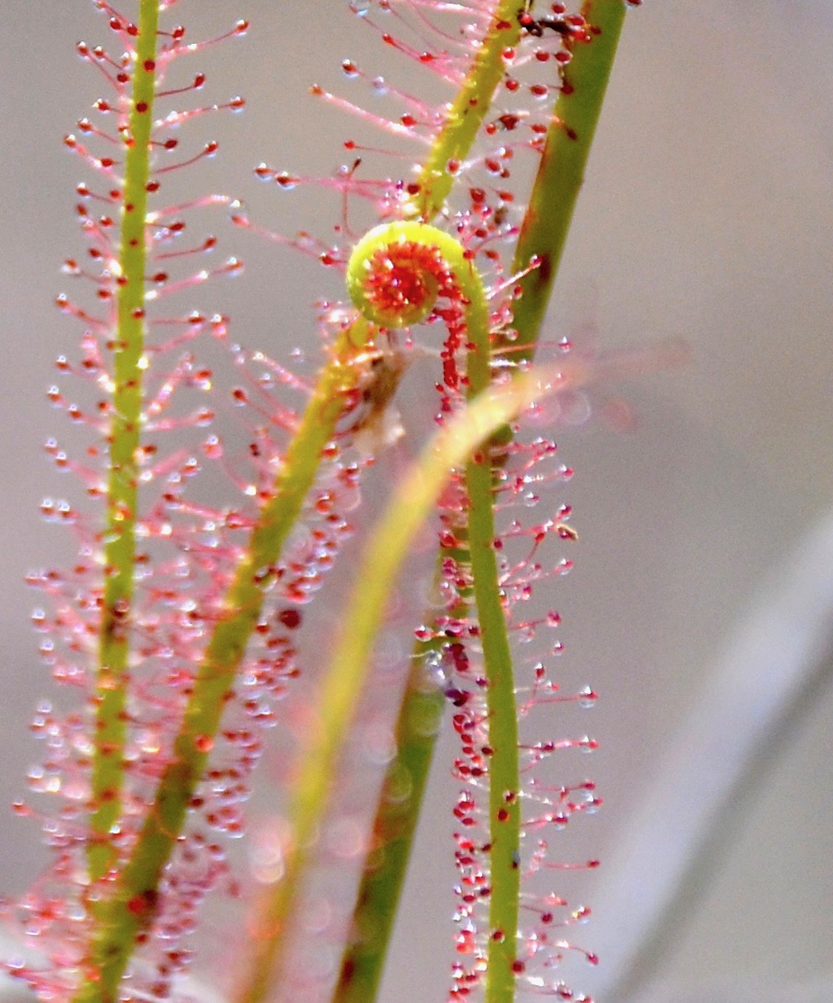 Urban Wildlife Guide: Sundews!