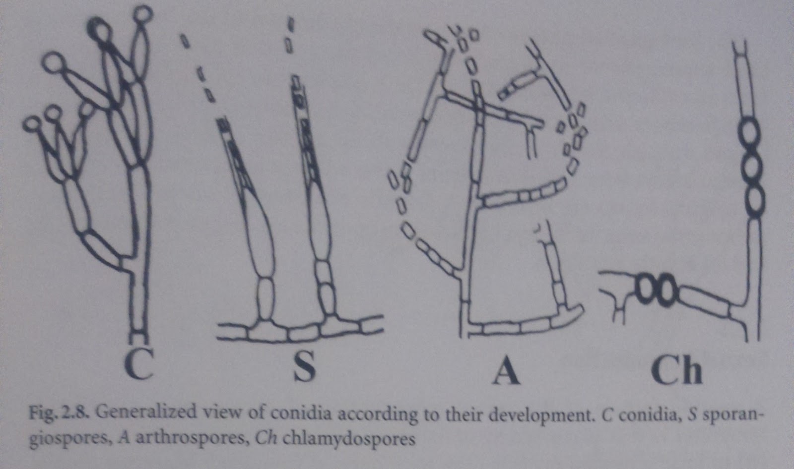 Reproduction of Deuteromycetes