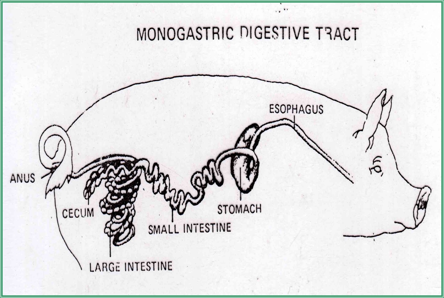 Gokil Abis Gambar Sapi Beserta Organ Pencernaan Dan Fungsinya, Gambar Sapi