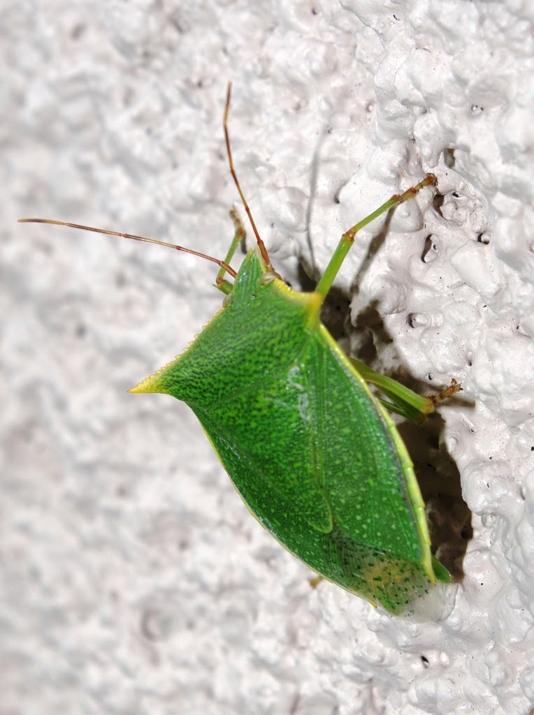 The BVIs: Basset's View of the Islands: Amalgam of Animals