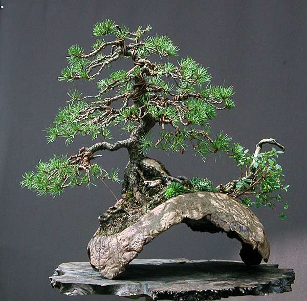 Walter Pall Bonsai Adventures: Mugo pine #12