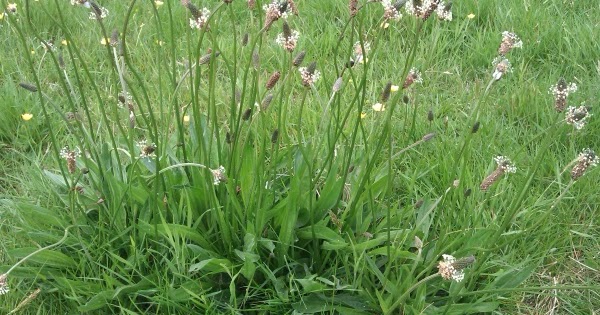 Kako Liječiti: Ljekovita biljka trputac