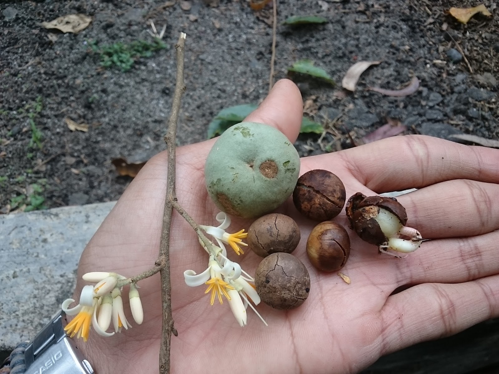 KEMENYAN (Styrax spp.)