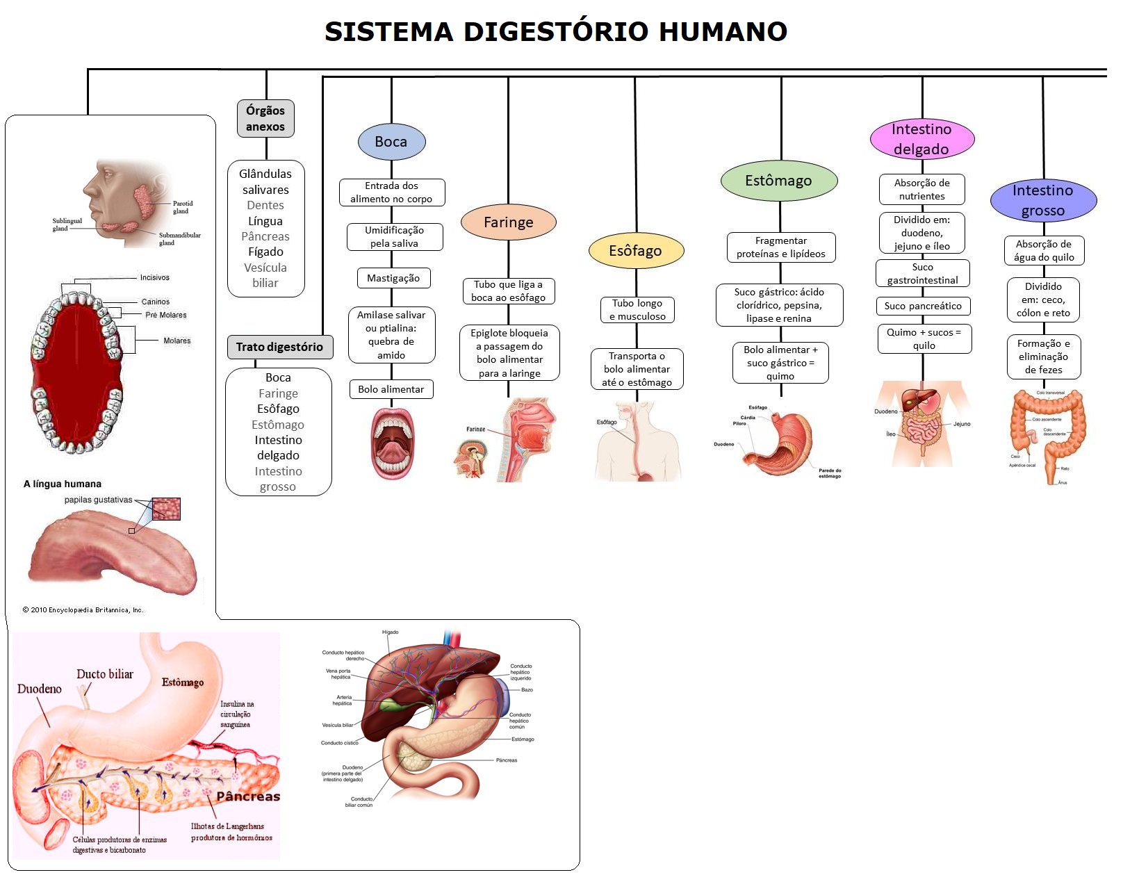 BIOLOGIA PARA A VIDA : SISTEMA DIGESTÓRIO