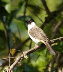 BURUNG KUTILANG: Mengenal Kutilang