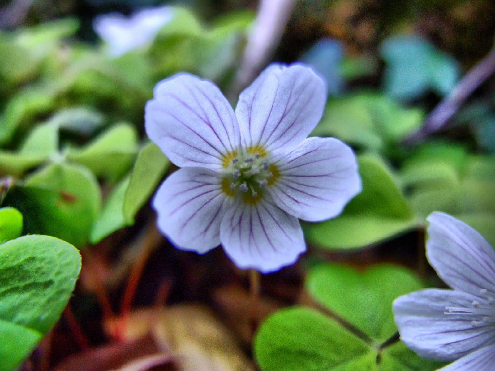 Basozaina - El guardabosques: Nictinastia.... de la "acederilla"