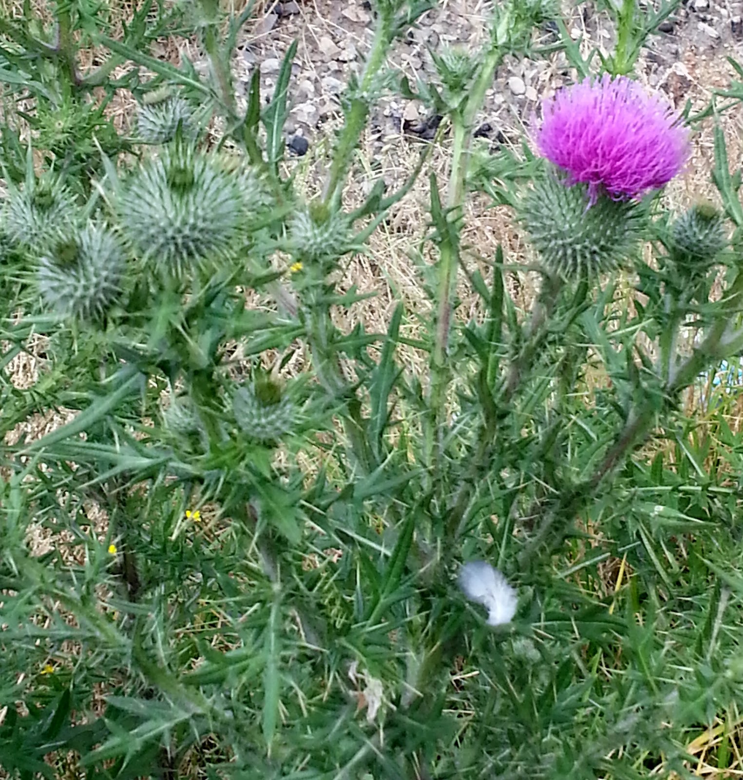 MEDICINA REGENERATIVA: El Dr. Burt Berkson - Un pionero en la lucha ...