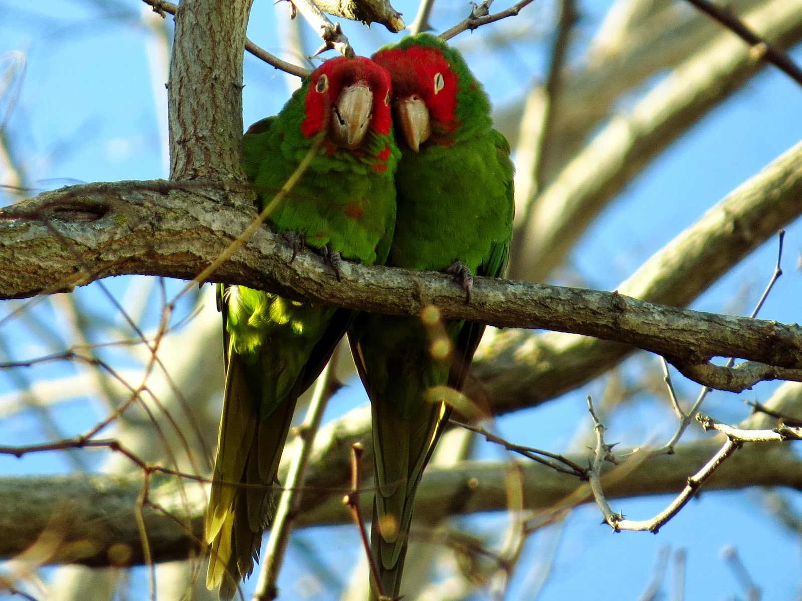 Red Masked Conure